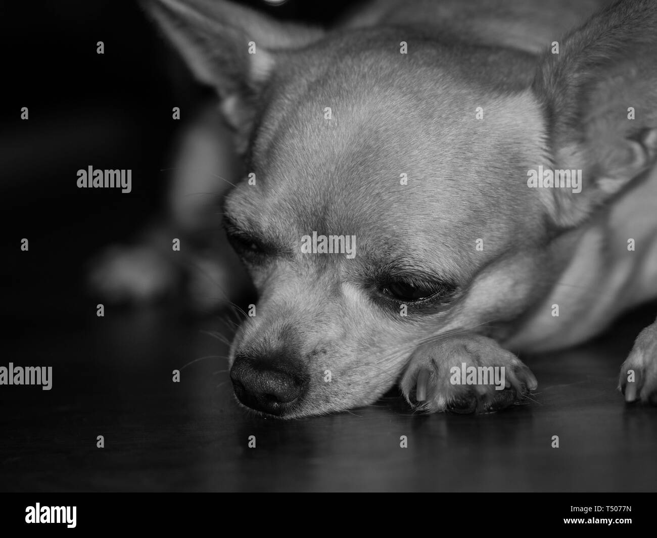Chihuahua face hi-res stock photography and images - Alamy