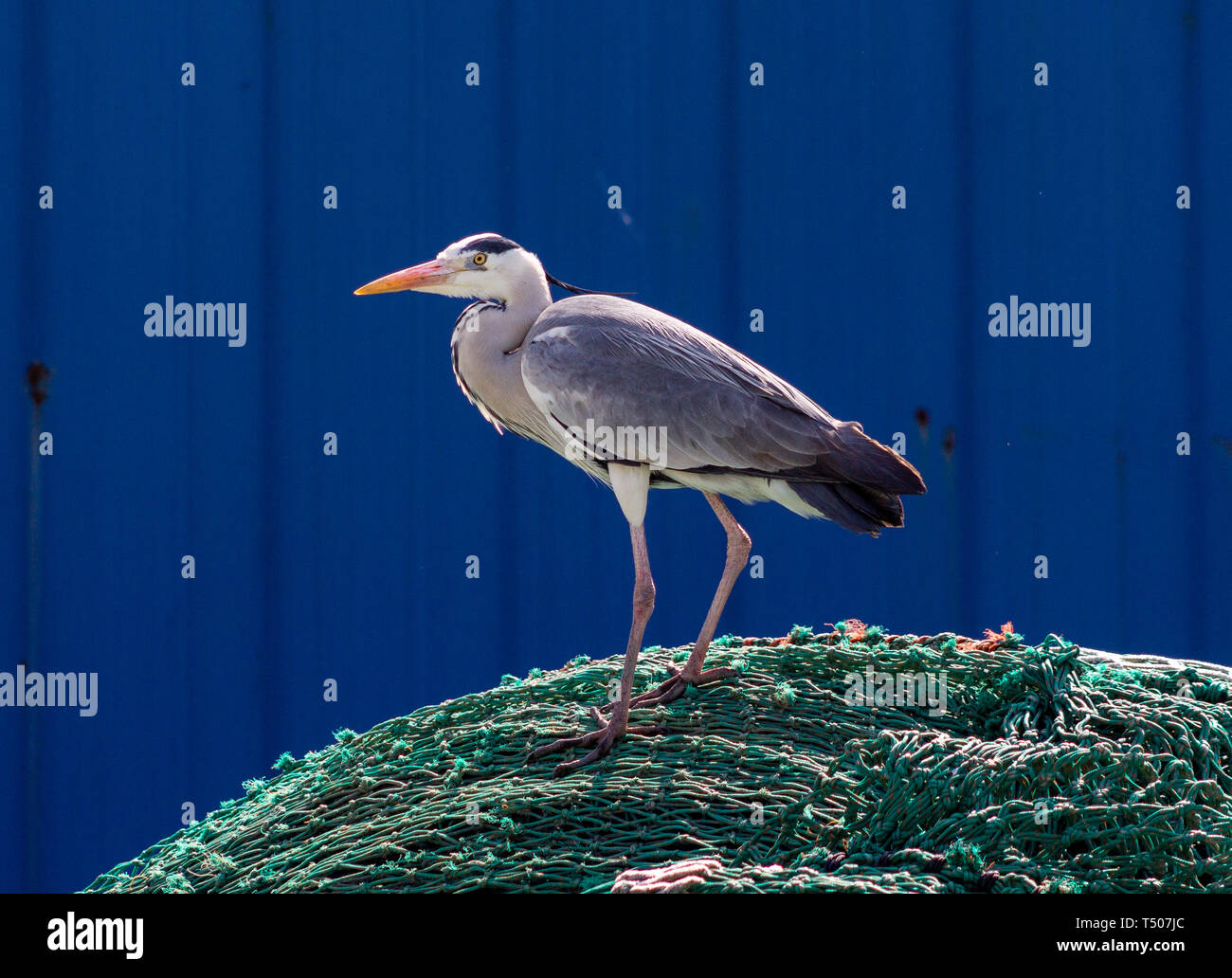 Ardea cinerea Grey Heron standing on fishing nets against a blue ...