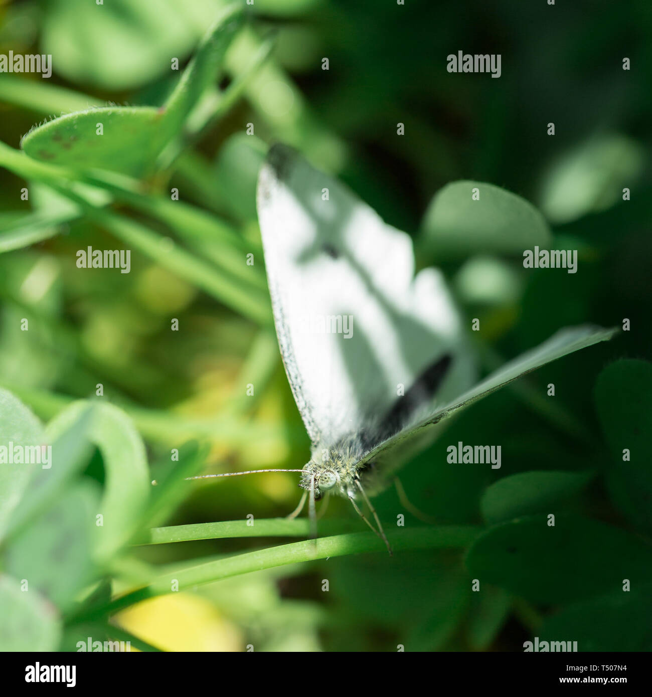 Cabbage moth hi-res stock photography and images - Alamy