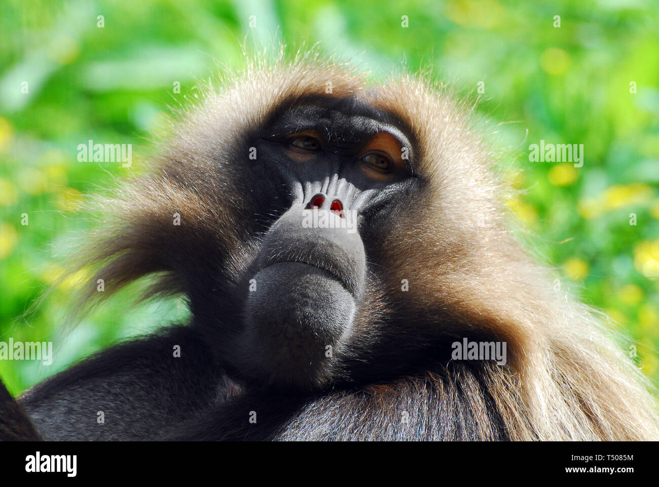 Gelada Theropithecus Gelada Male Animal High Resolution Stock ...