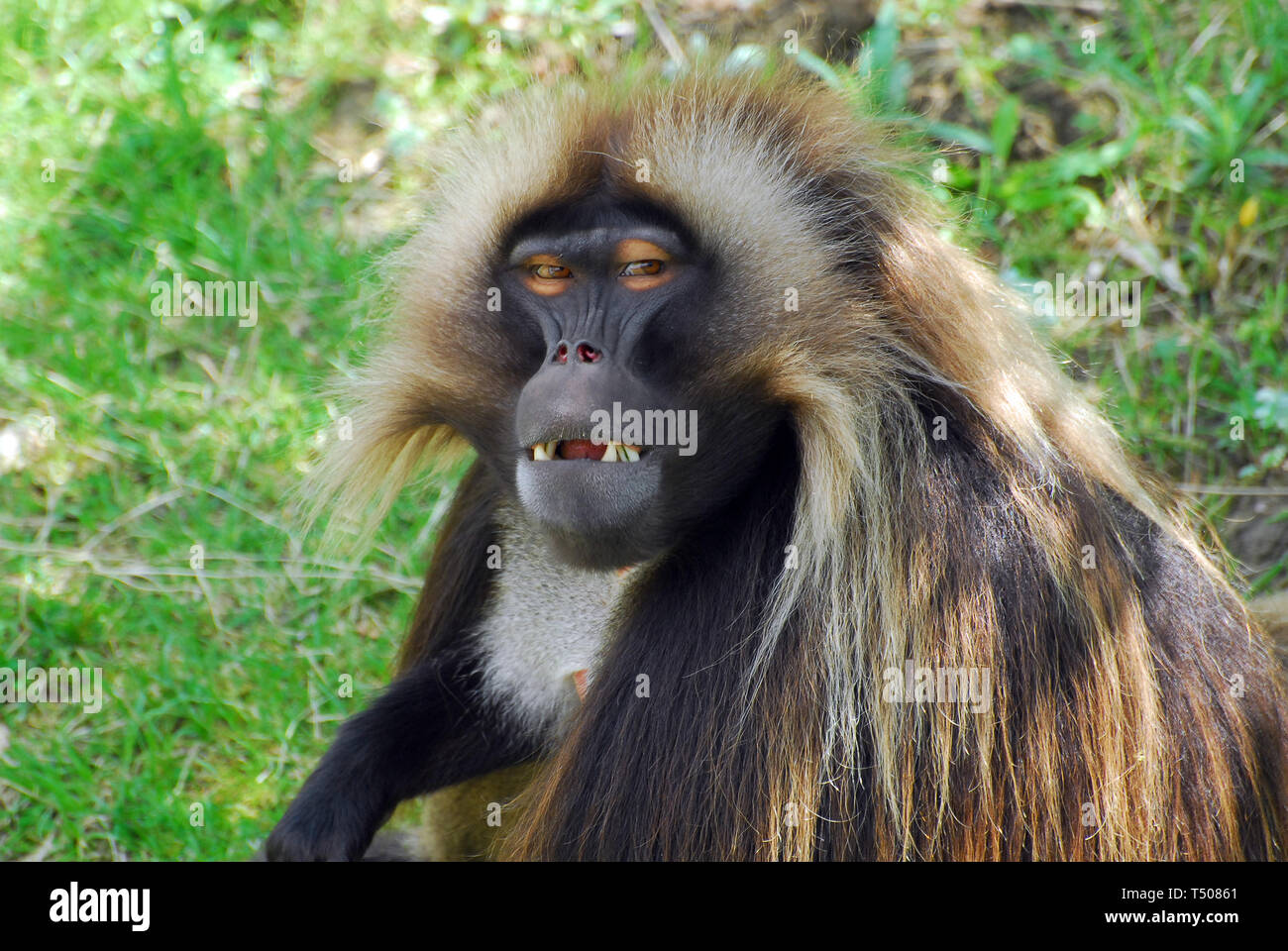 Gelada, Dschelada oder Blutbrustpavian, Gélada, dzseláda vagy barna ...