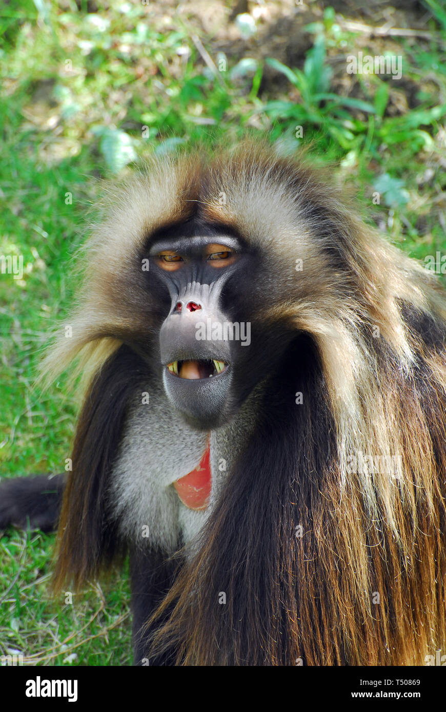 Gelada, Dschelada oder Blutbrustpavian, Gélada, dzseláda vagy barna ...