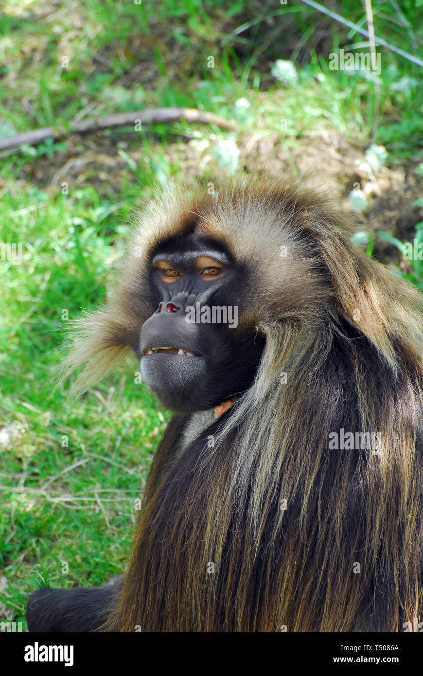 Gelada, Dschelada oder Blutbrustpavian, Gélada, dzseláda vagy barna ...