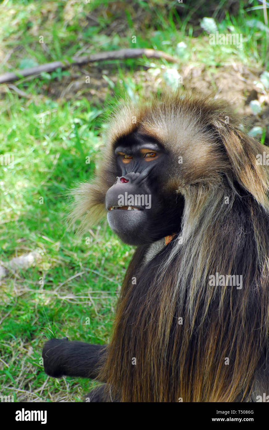 Blutbrustpavian dschelada theropithecus gelada gelada hi-res stock ...