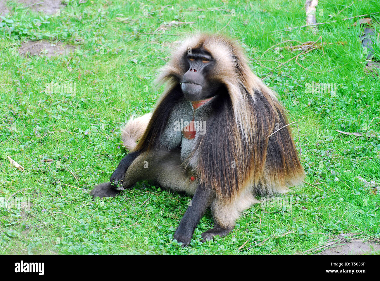 Dzselada hi-res stock photography and images - Alamy