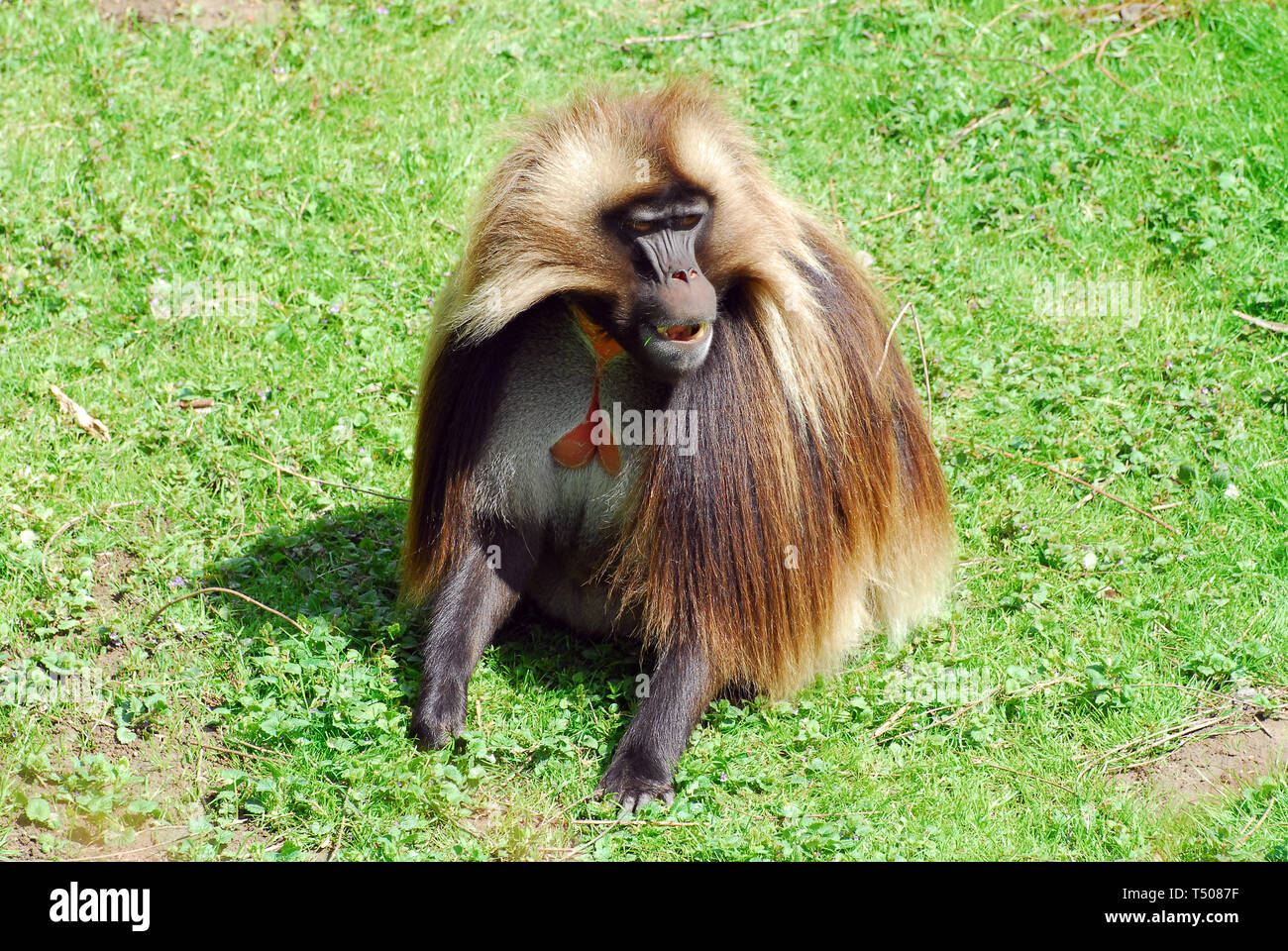 Gelada, Dschelada oder Blutbrustpavian, Gélada, dzseláda vagy barna ...