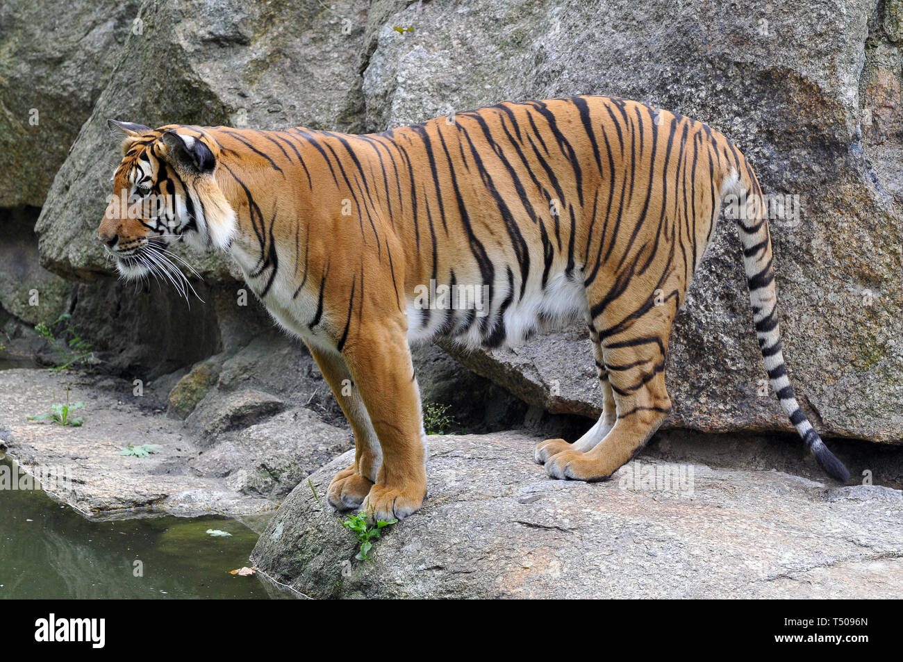 Indochinese Tiger Habitat