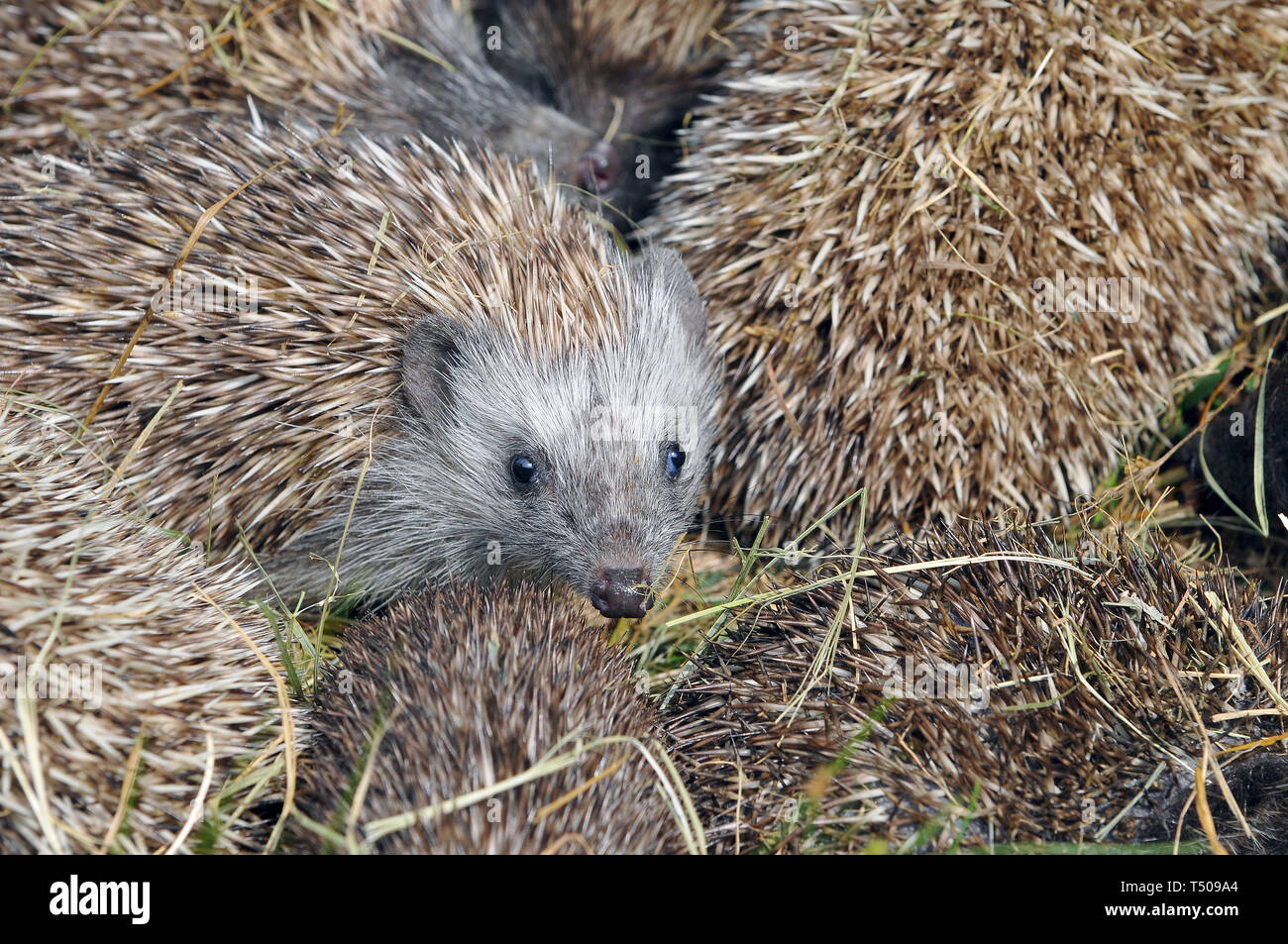 Northern White-Breasted Hedgehog, Nördliche Weißbrustigel ...