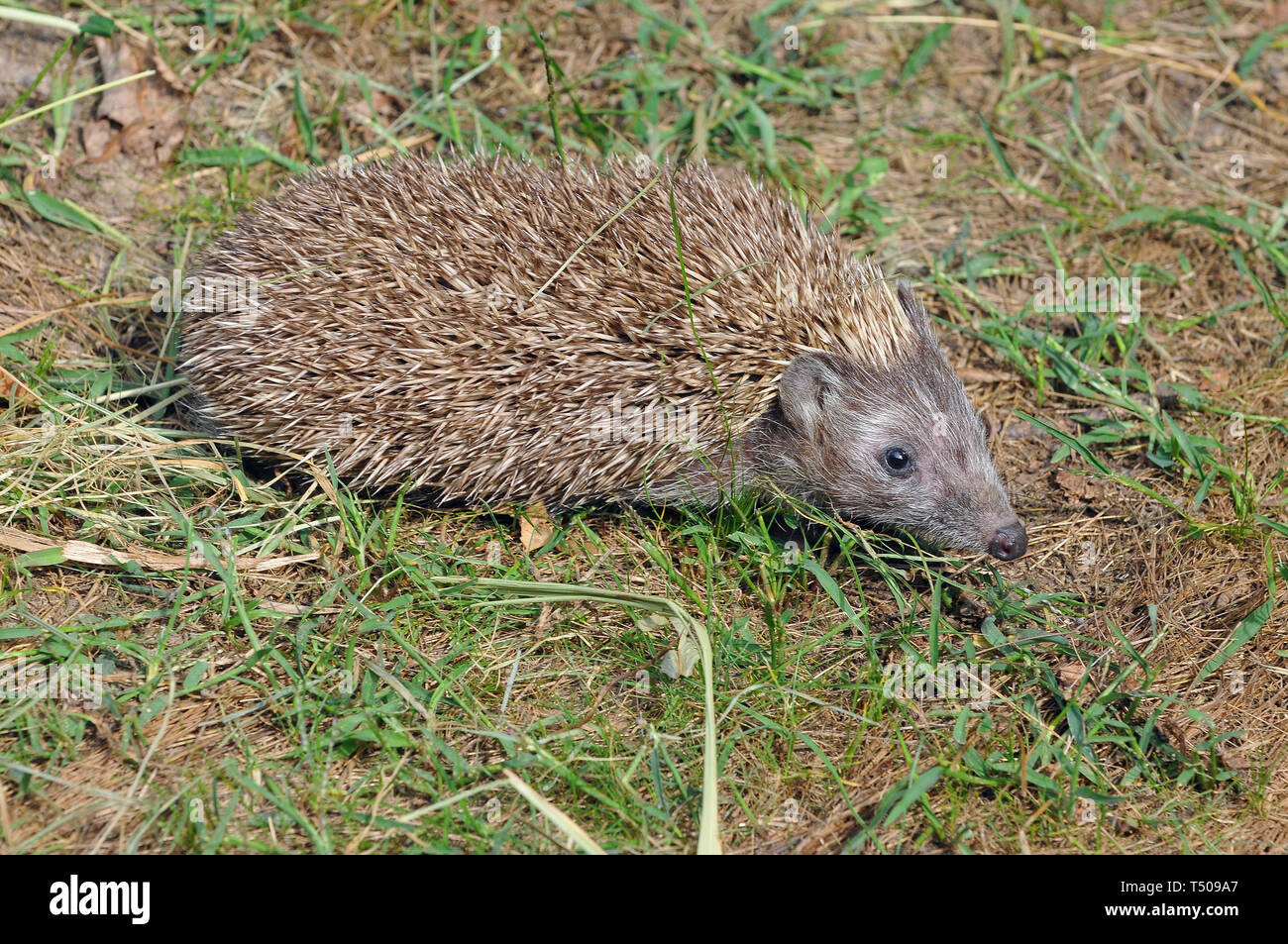 Nordliche weissbrustigel hi-res stock photography and images - Alamy
