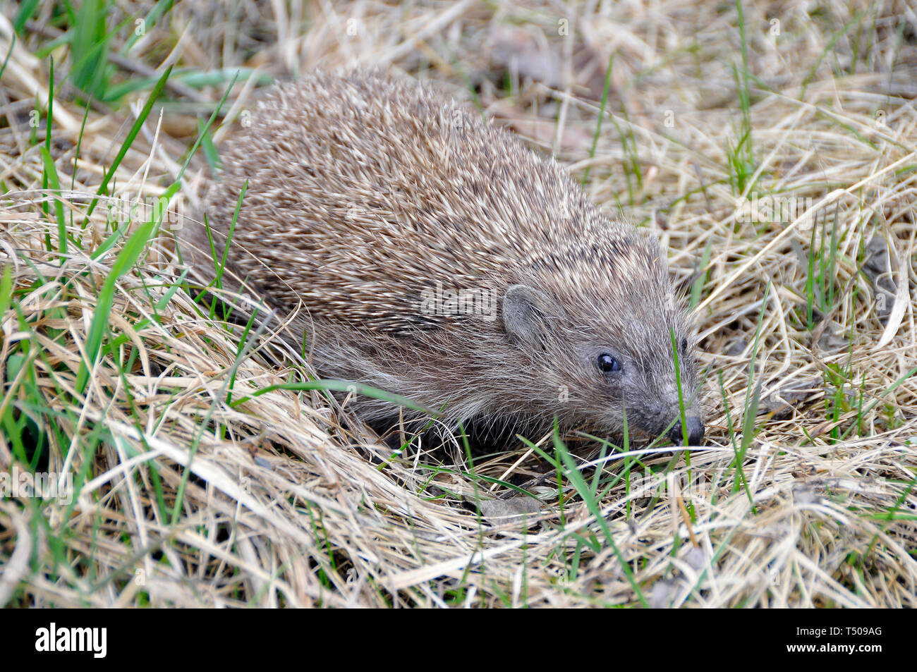 Northern White-Breasted Hedgehog, Nördliche Weißbrustigel ...