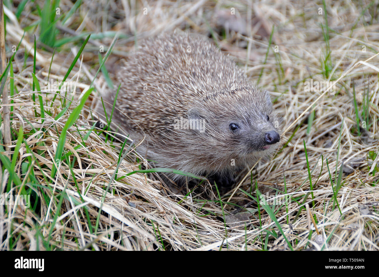 Northern White-Breasted Hedgehog, Nördliche Weißbrustigel ...