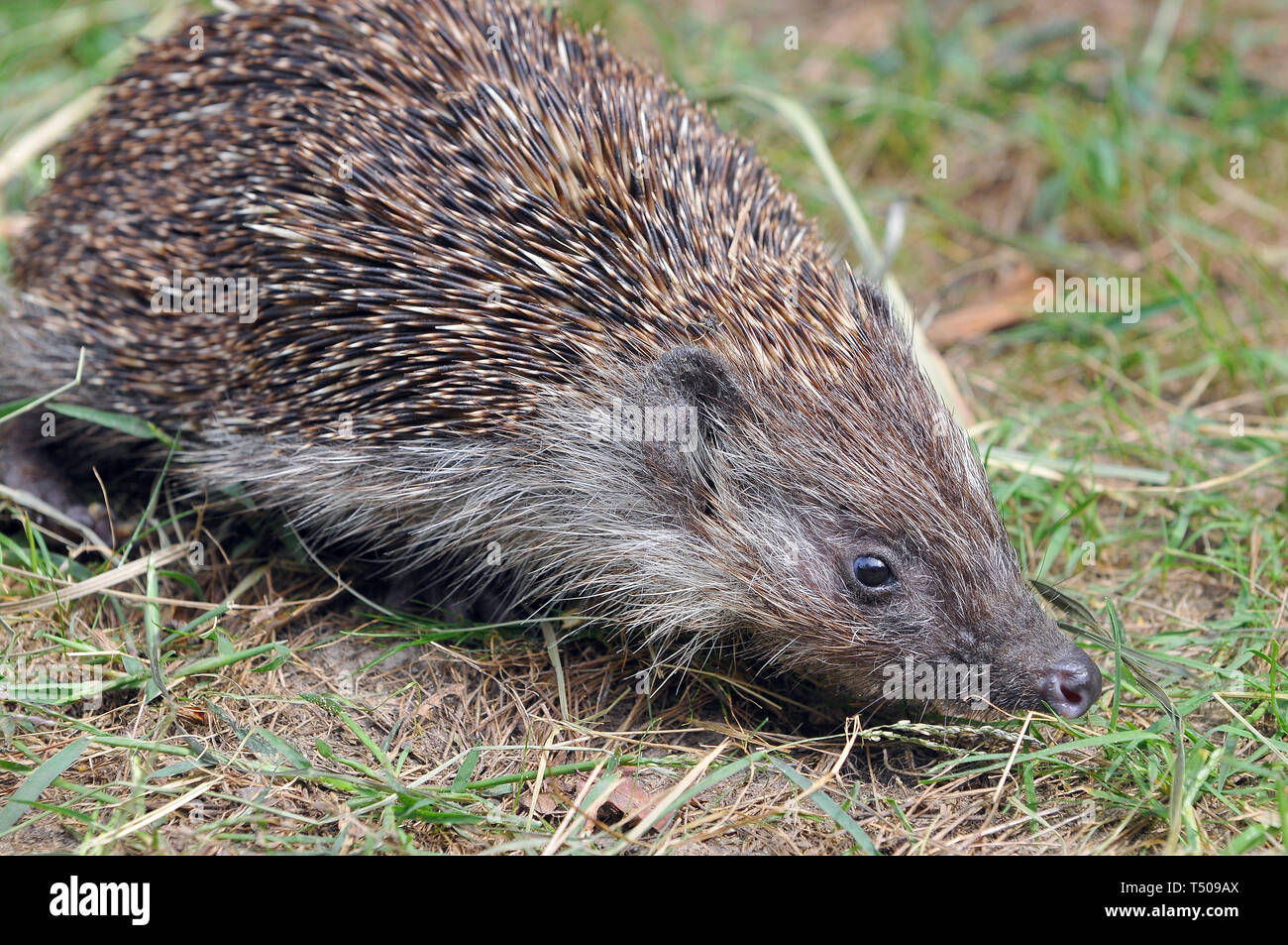 Northern White-Breasted Hedgehog, Nördliche Weißbrustigel ...