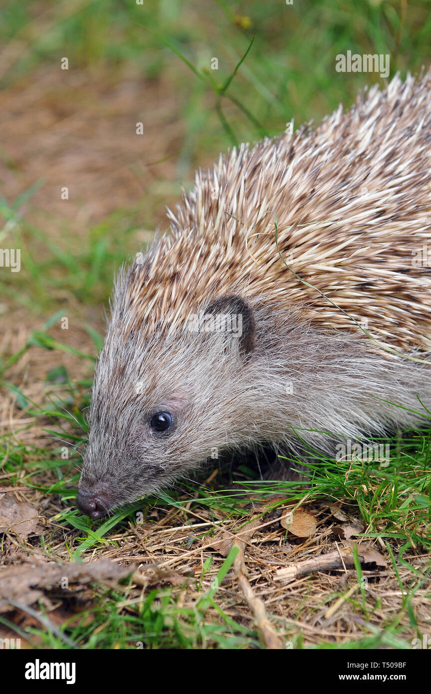 Northern White-Breasted Hedgehog, Nördliche Weißbrustigel ...