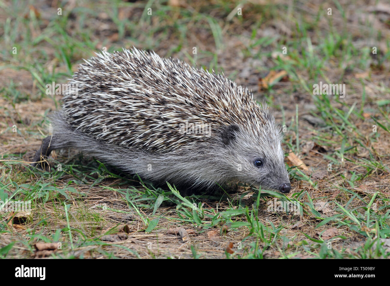 Nordliche weissbrustigel hi-res stock photography and images - Alamy