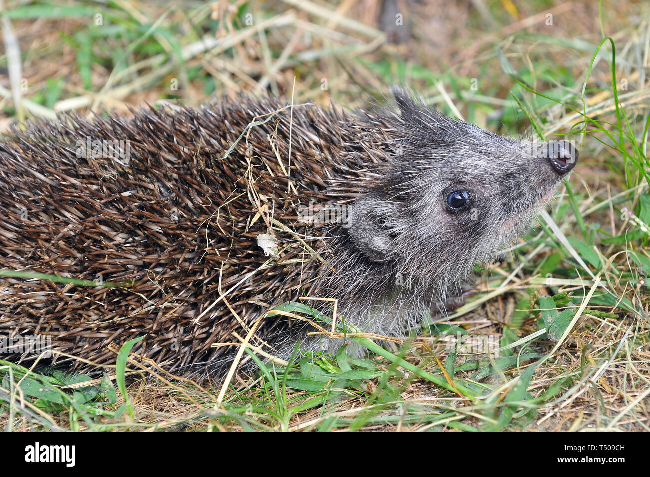 Nordliche weissbrustigel hi-res stock photography and images - Alamy