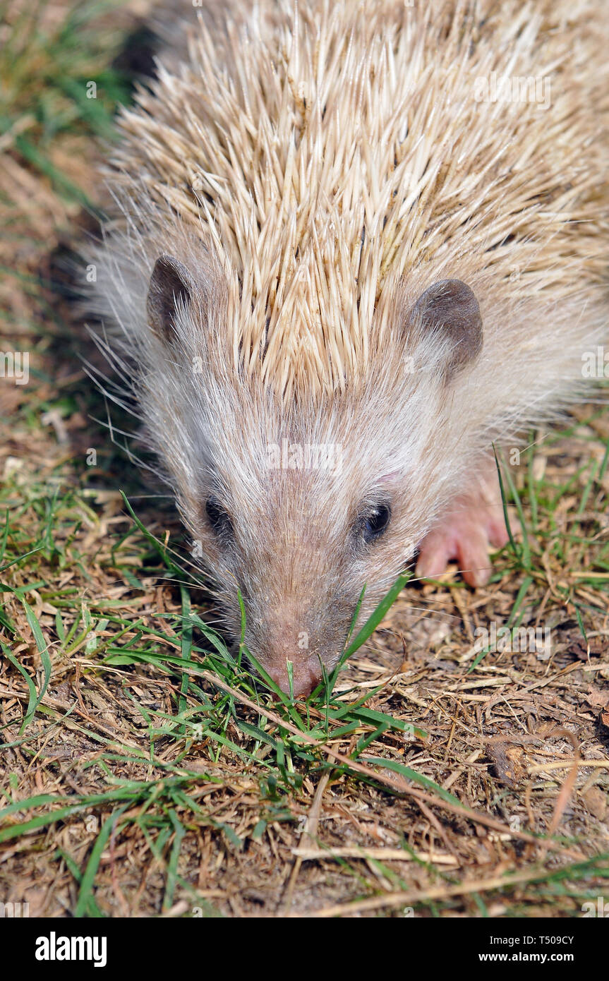 Nordliche weissbrustigel hi-res stock photography and images - Alamy