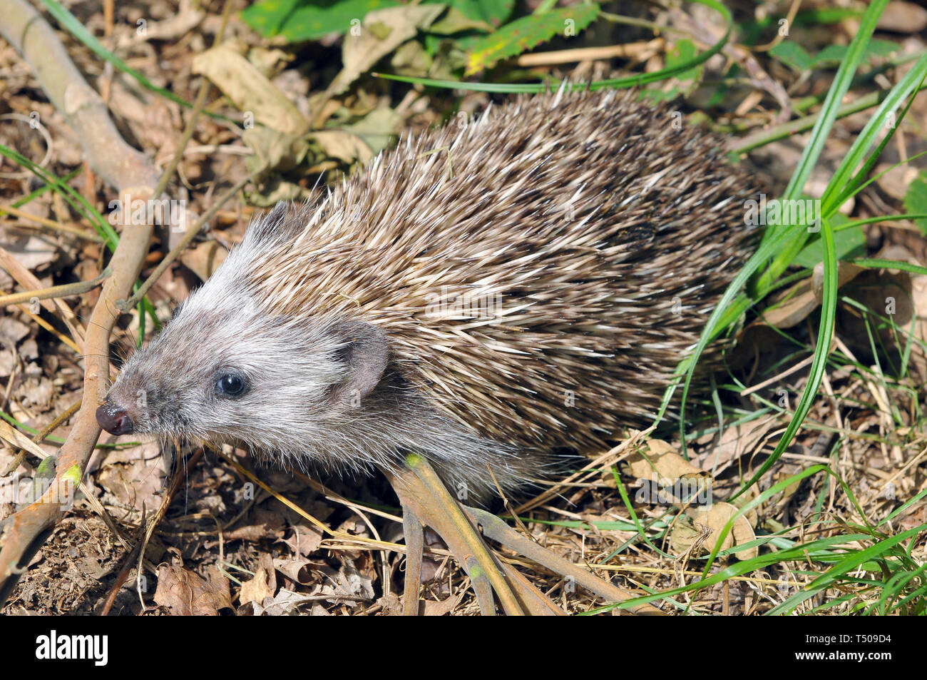 Northern White-Breasted Hedgehog, Nördliche Weißbrustigel ...