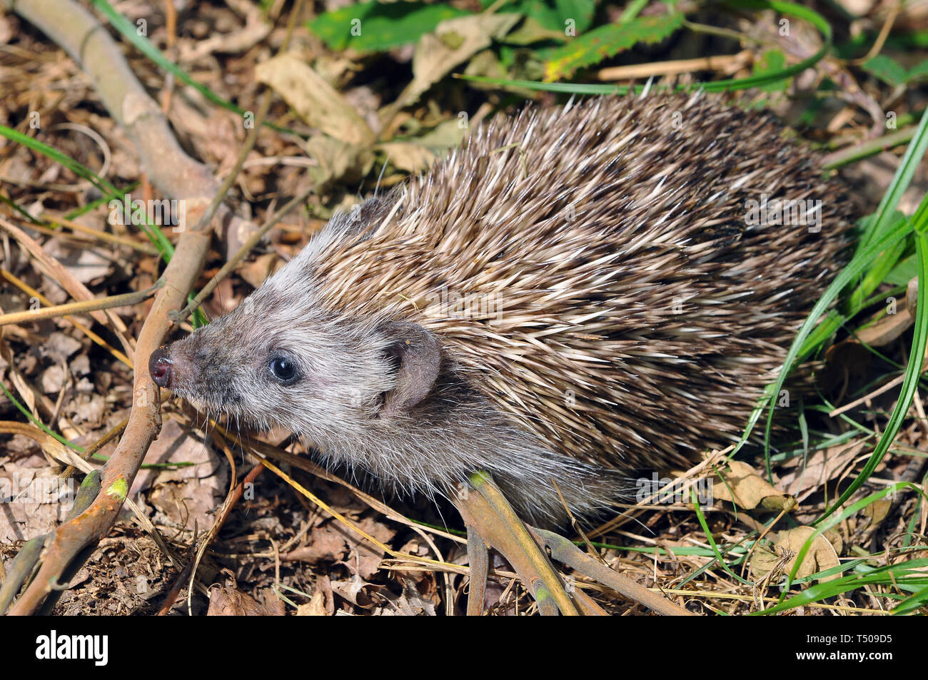 Nordliche weissbrustigel hi-res stock photography and images - Alamy