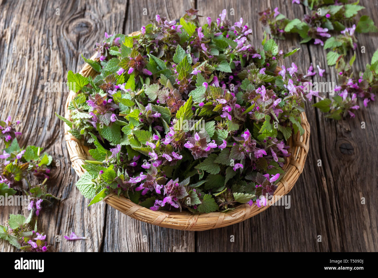 Purple dead hi-res stock photography and images - Alamy