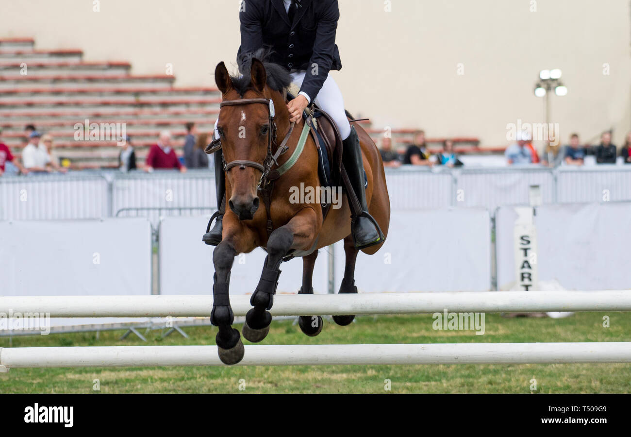 Man riding horse jumping over hurdle on show jumping competition Stock ...