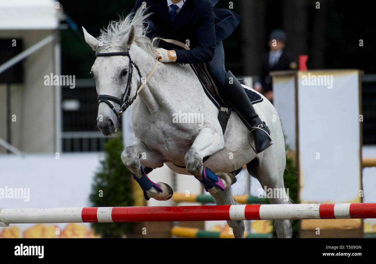 Man riding horse jumping over hurdle on show jumping competition Stock ...