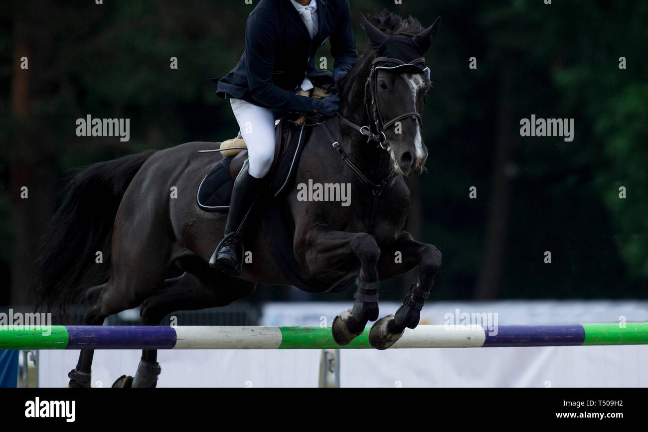 Man riding horse jumping over hurdle on show jumping competition Stock ...