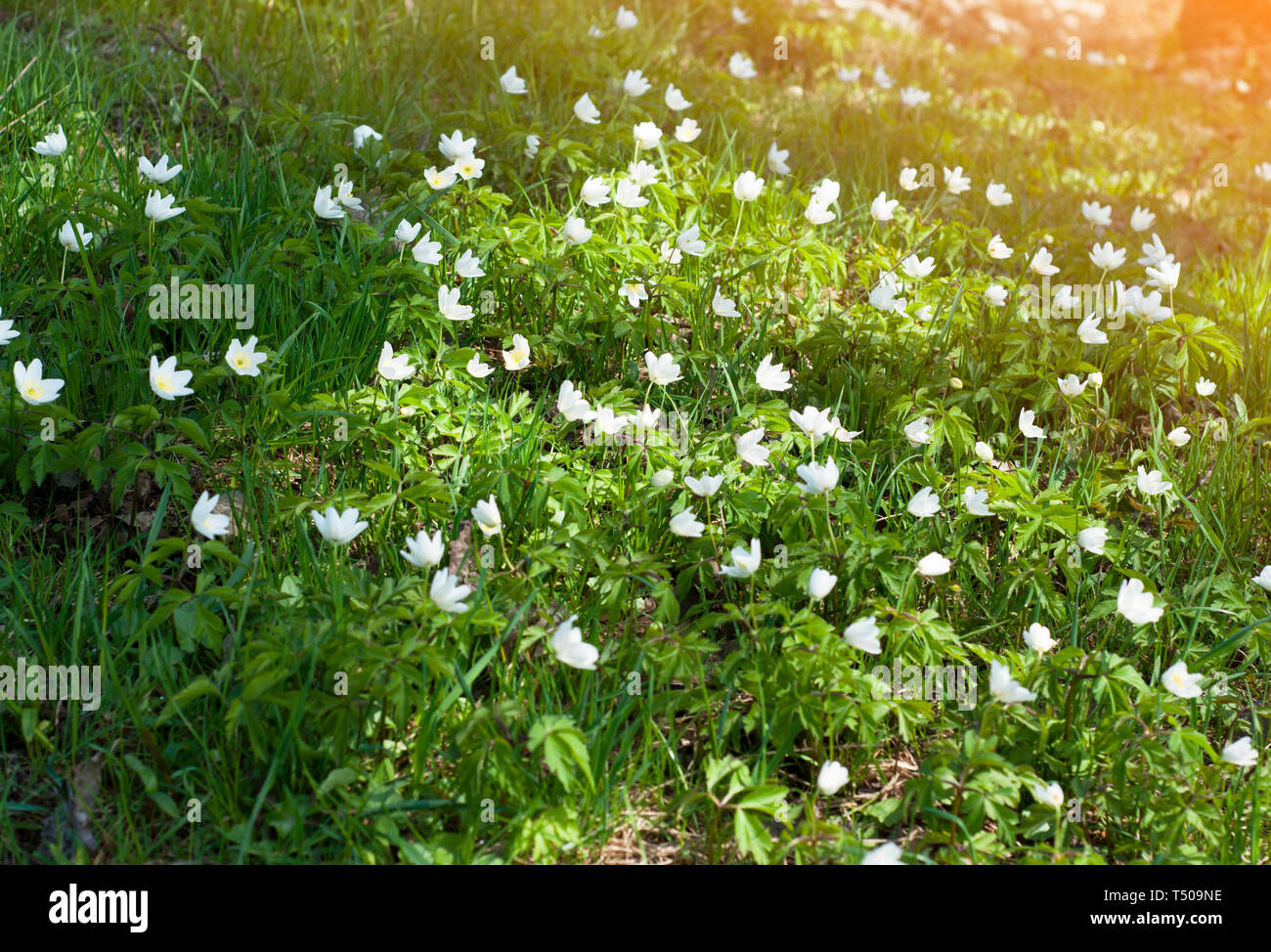 Beautiful white spring flowers background. Field of little white ...
