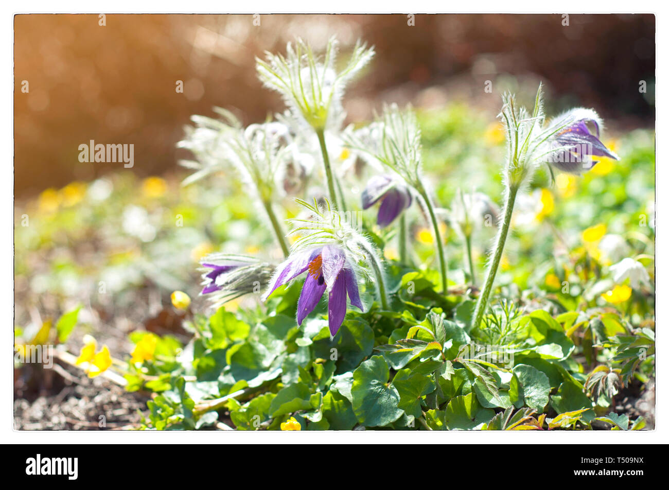 Little furry hi-res stock photography and images - Alamy