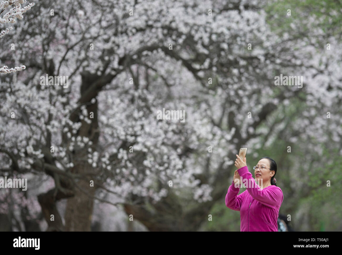 Hohhot, China's Inner Mongolia Autonomous Region. 19th Apr, 2019. A ...