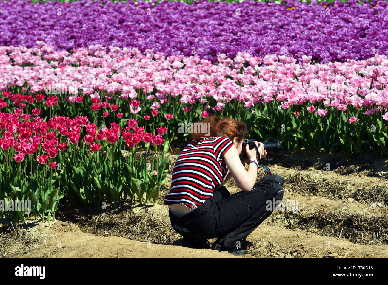 Neuss, Germany. 19th Apr, 2019. In bright sunshine a girl photographs a ...