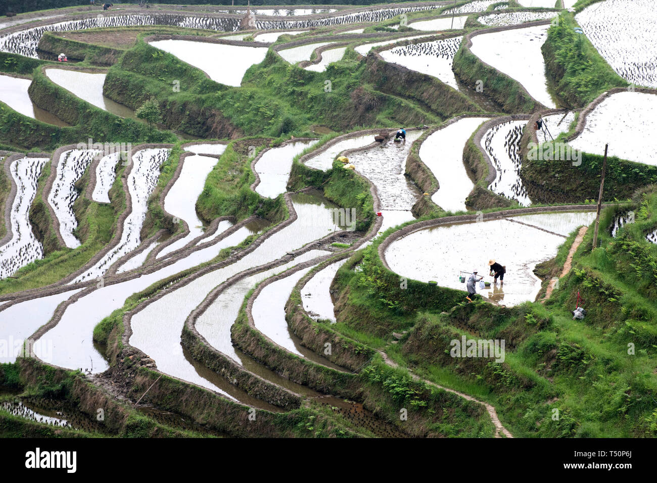 Year of millet hi-res stock photography and images - Alamy
