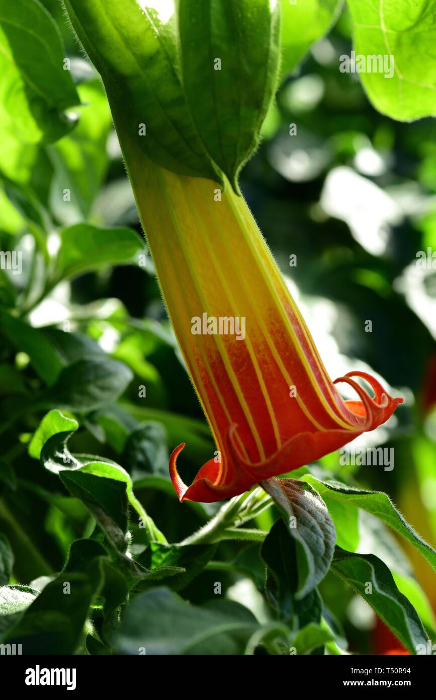 Trumpet shaped flower hi-res stock photography and images - Alamy