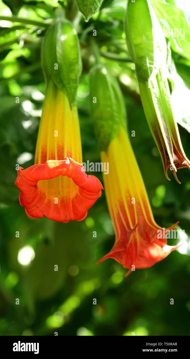 Angels trumpet plant hi-res stock photography and images - Alamy