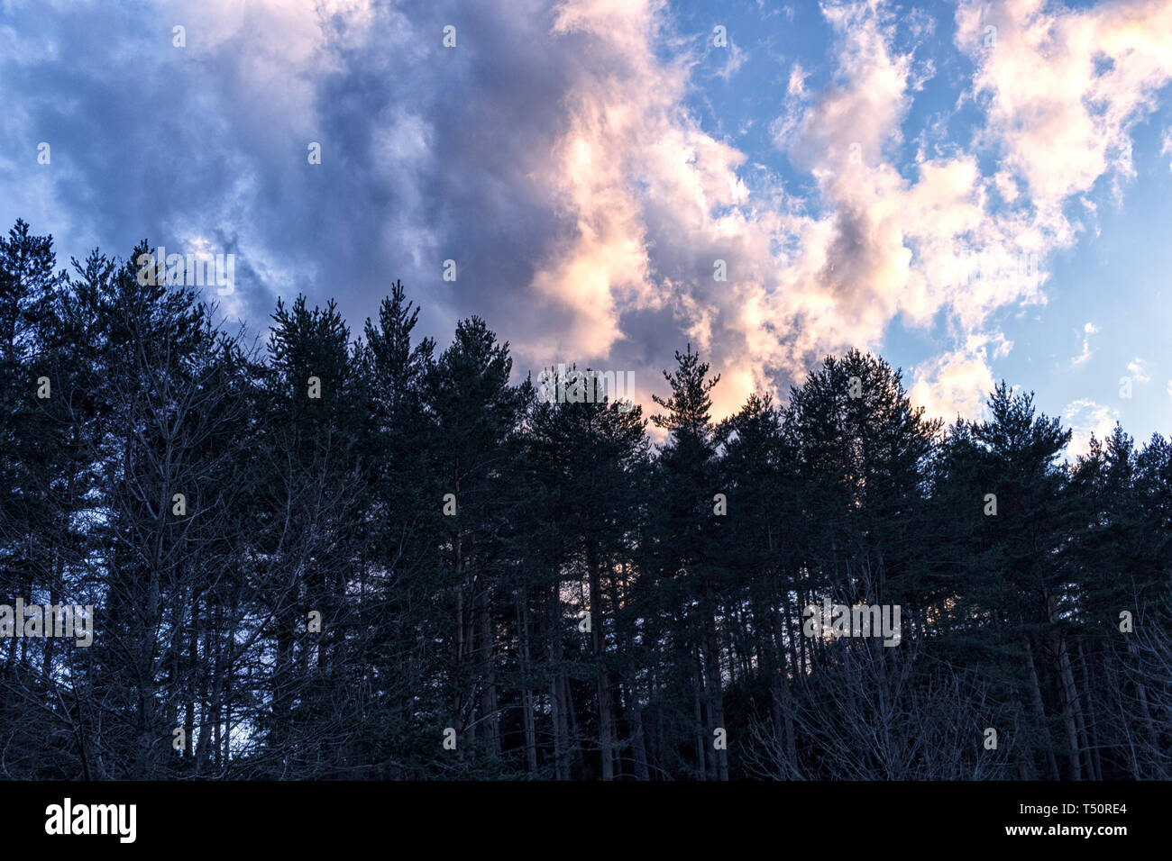 forest in the north of spain Stock Photo - Alamy