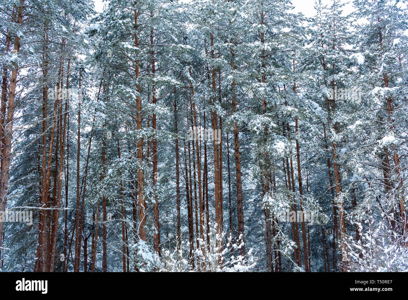 forest in the north of spain Stock Photo - Alamy