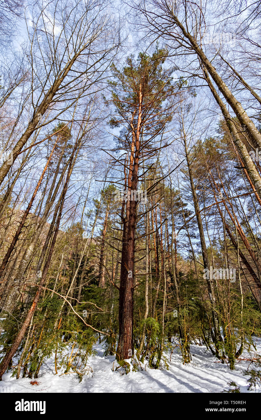 forest in the north of spain Stock Photo - Alamy