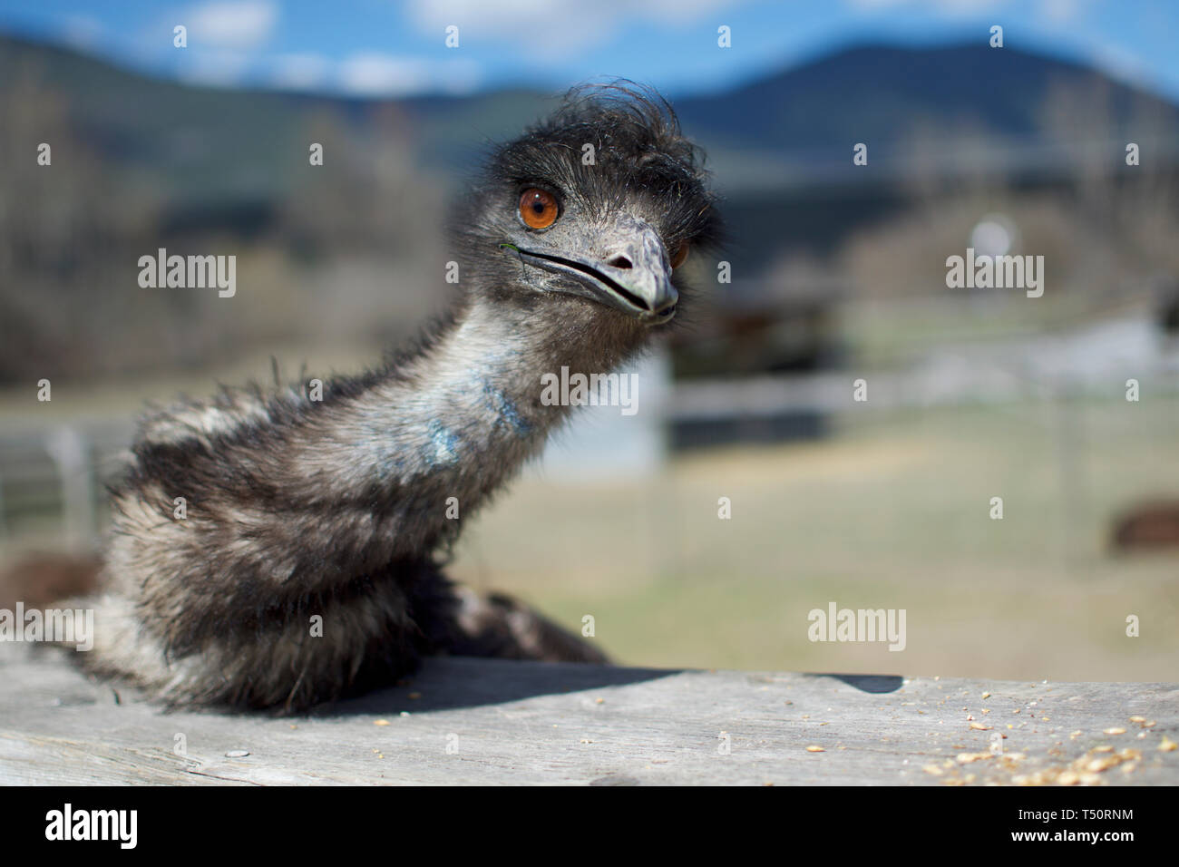 Emu Looking At You High Resolution Stock Photography and Images - Alamy