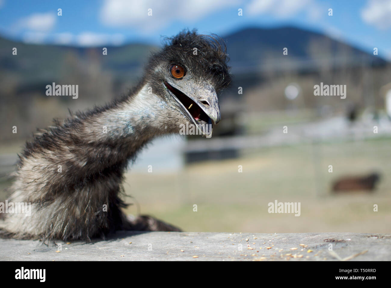 Emu Looking At You High Resolution Stock Photography and Images - Alamy