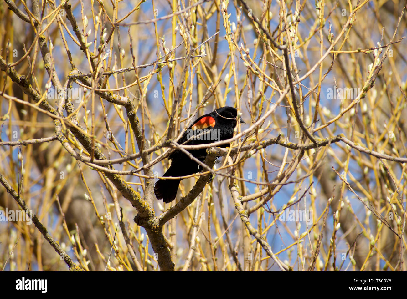 a bird in a tree Stock Photo - Alamy