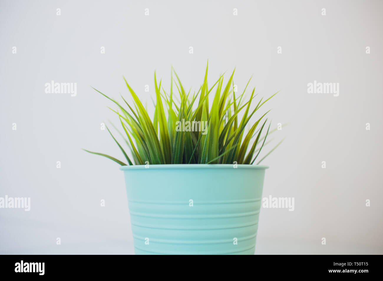Rosemary and tin bucket against white background Stock Photo - Alamy