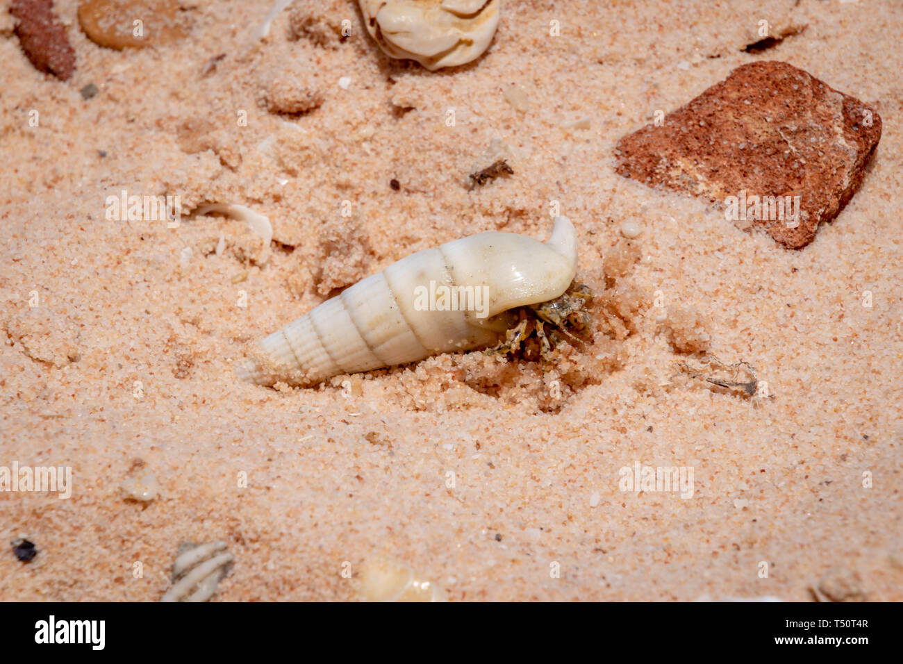 Crab in an sea snail shell digging itself into sand at the beach Stock ...