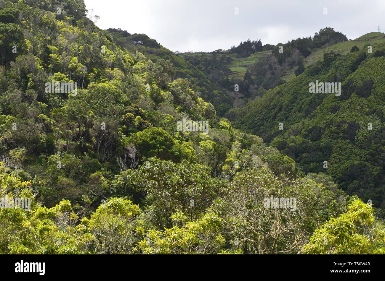Evergreen forests biome hi-res stock photography and images - Alamy