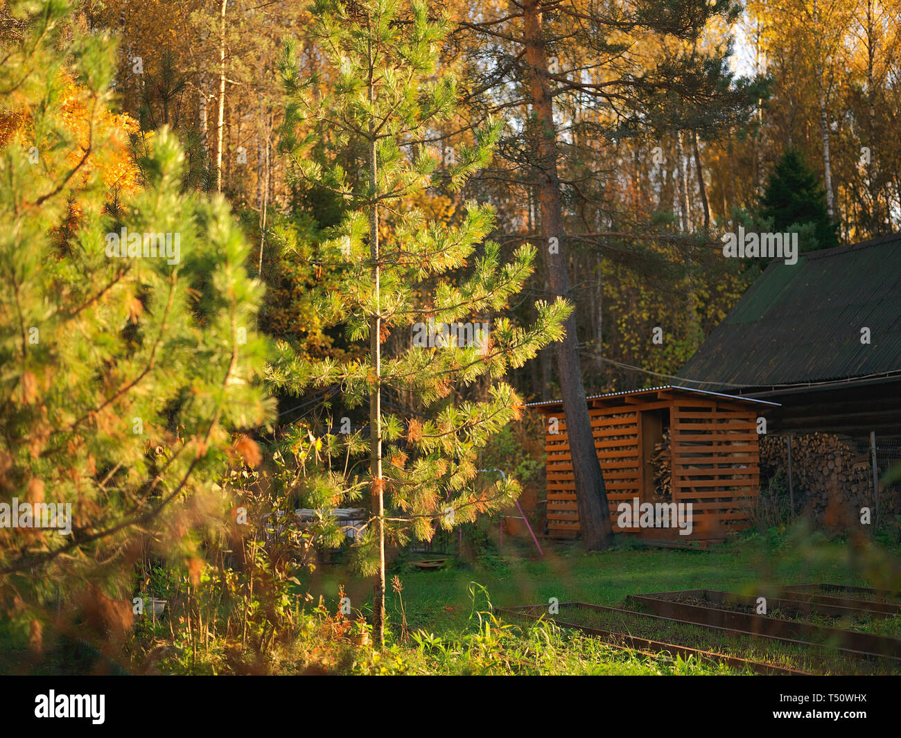 Colorful autumn day shot of a wooden barn with firewood storage and ...