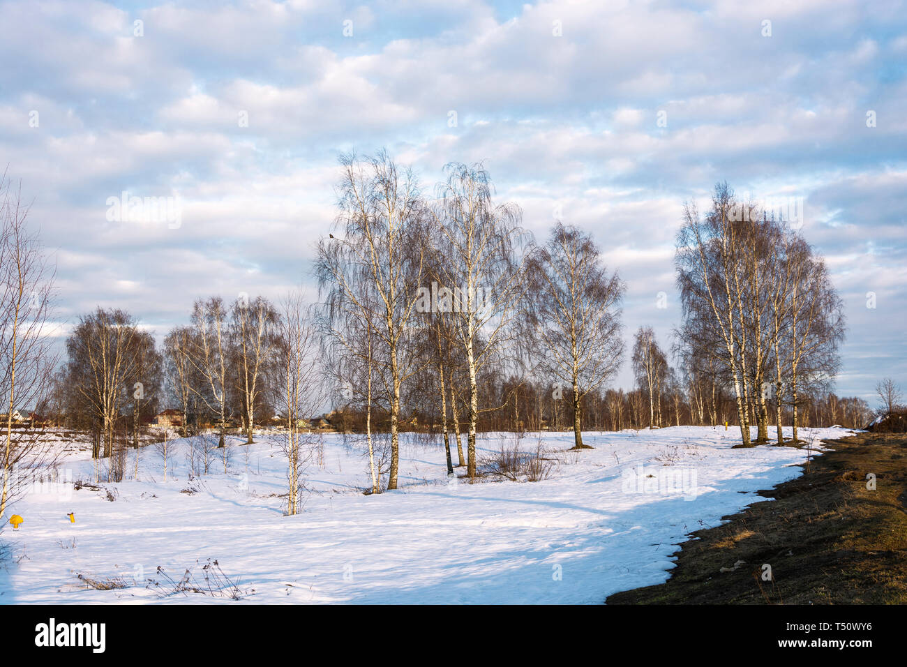 Beautiful March landscape with birches in the rays of the setting sun ...