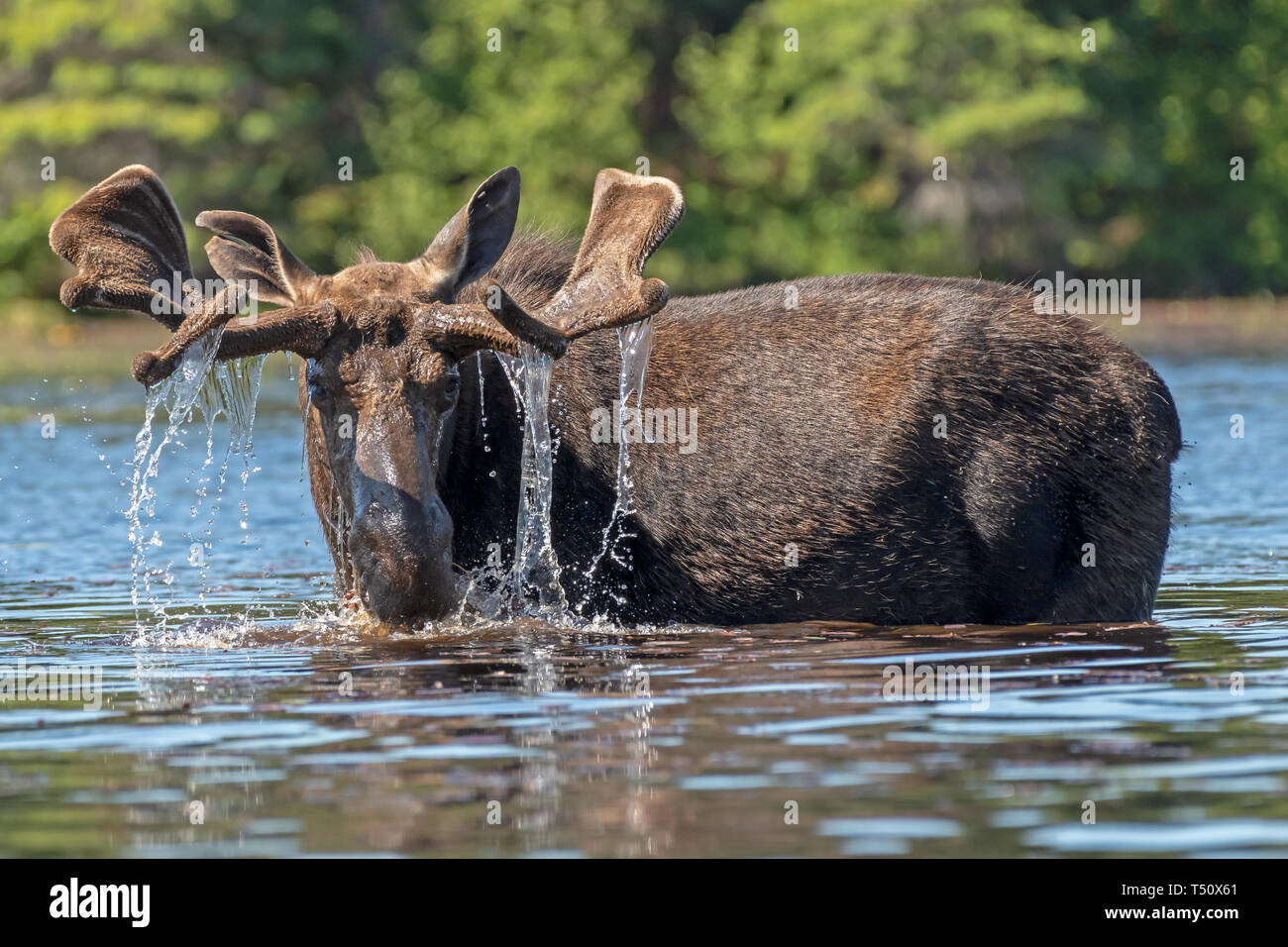 Spring Bull Moose, Algonquin Park Ontario, Canada Stock Photo - Alamy