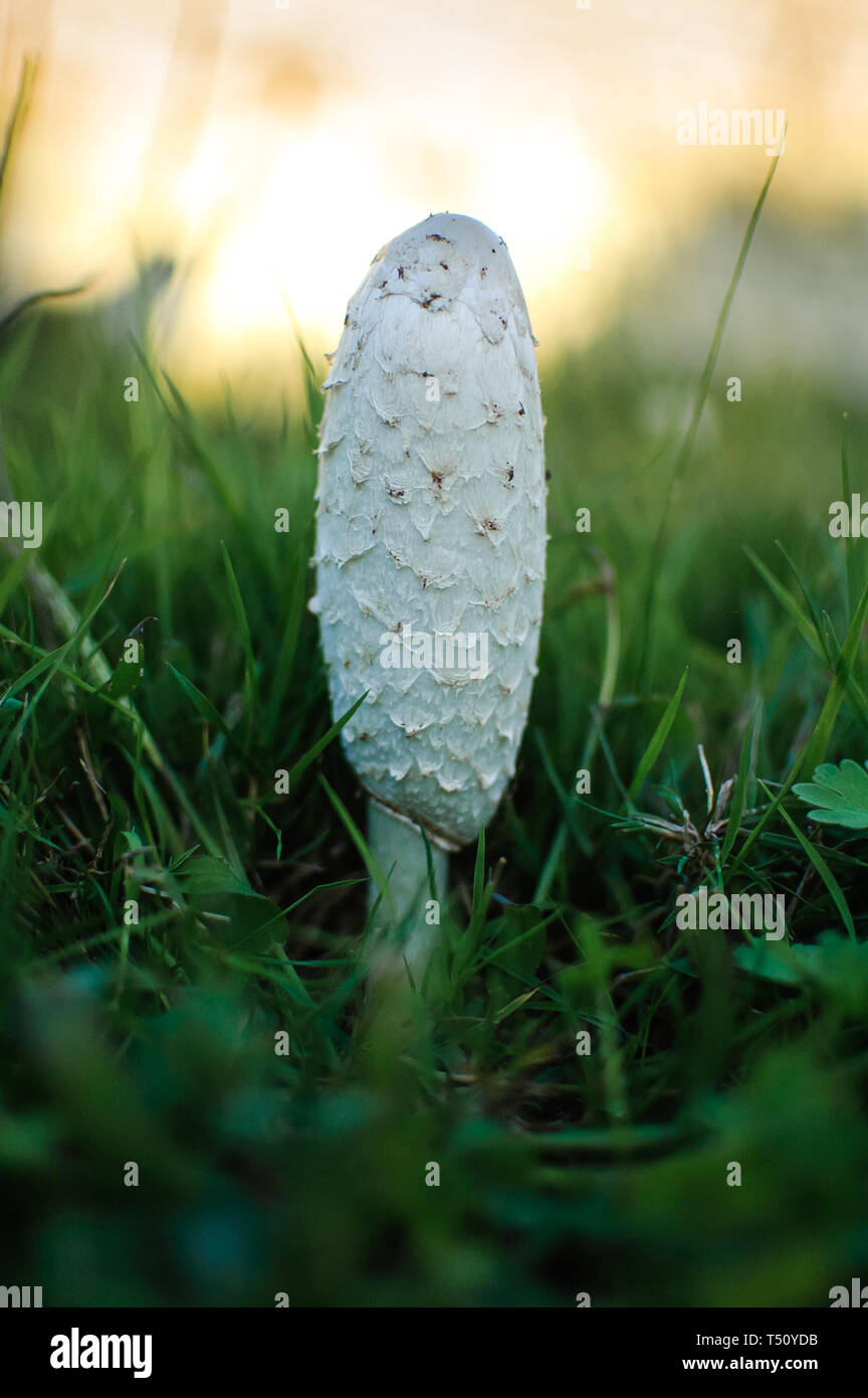 White coprinus mushrooms on the ground. Three white oval-shaped ...