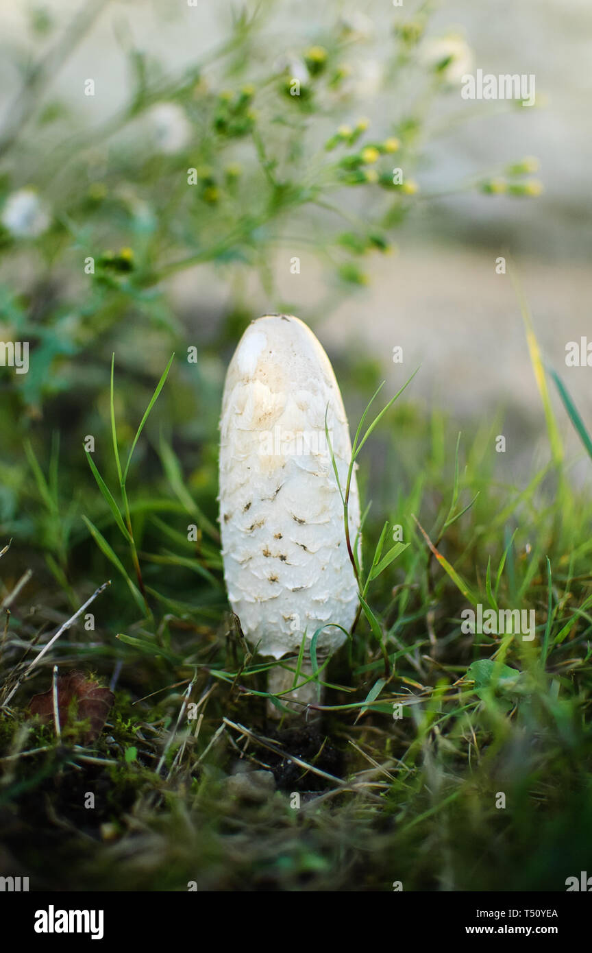 White coprinus mushrooms on the ground. Three white oval-shaped ...