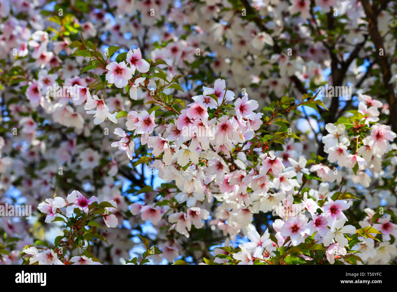 Bright Pink Cherry Blossoms Bloom Stock Photos & Bright Pink Cherry ...