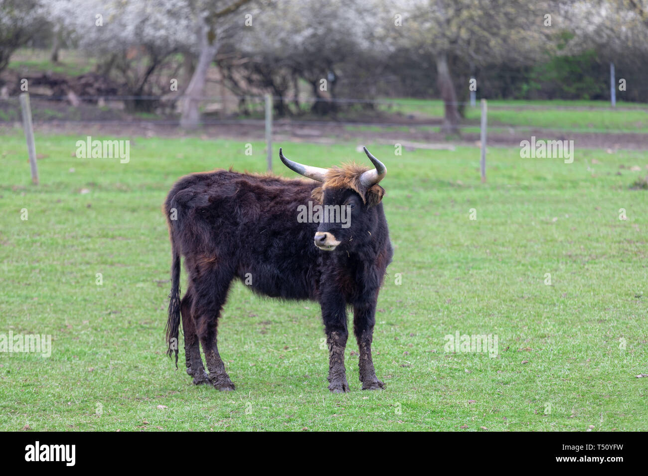 Scottish yak hi-res stock photography and images - Alamy