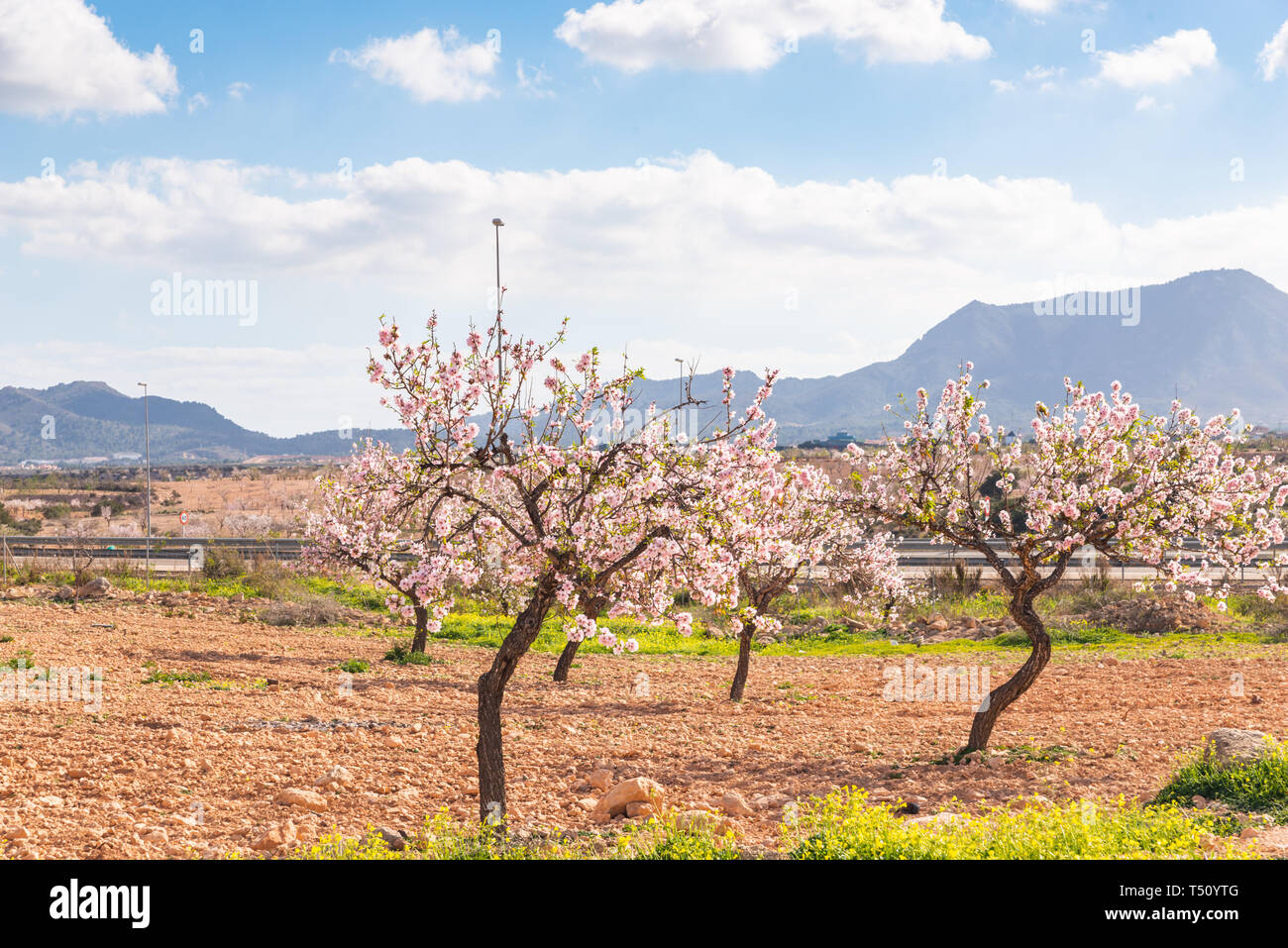 Blooming almond trees with pink and white flowers in a Spanish orchard ...